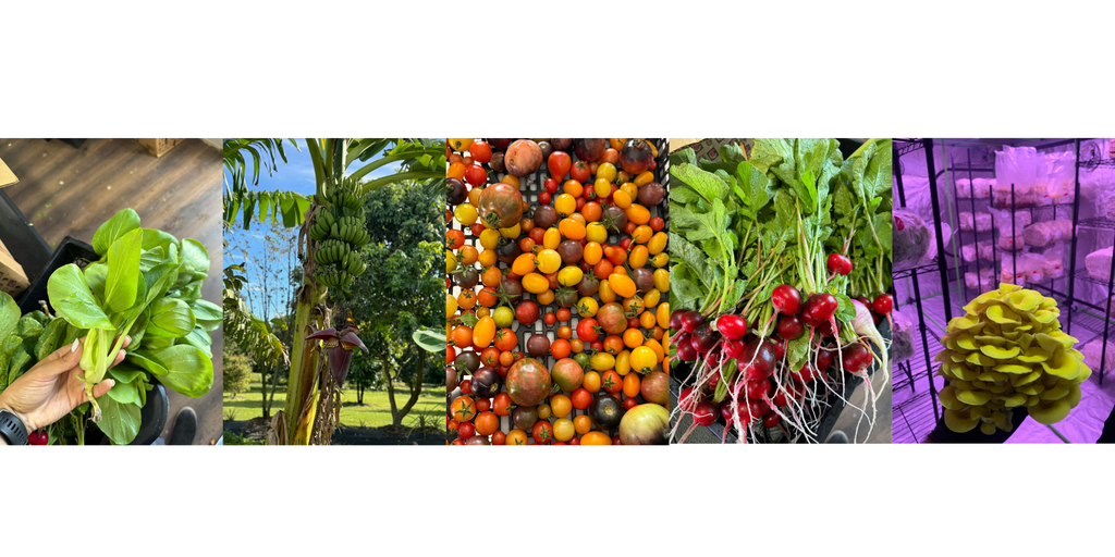 Farm Fresh Produce Delivery in Miami and Broward – Green Tomato