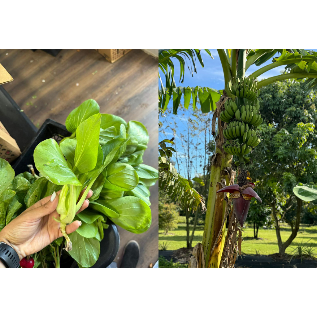 Farm Fresh Produce Delivery in Miami and Broward – Green Tomato