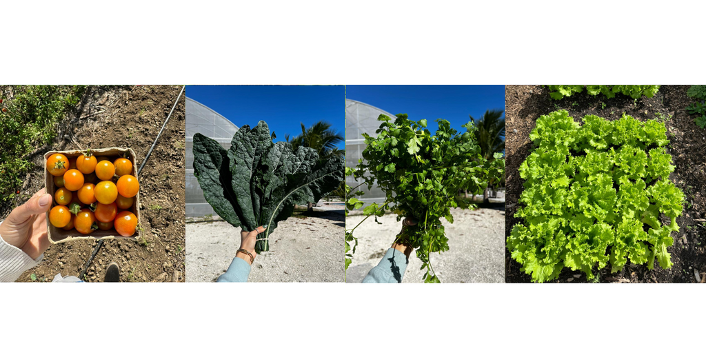 Farm Fresh Produce Delivery in Miami and Broward – Green Tomato